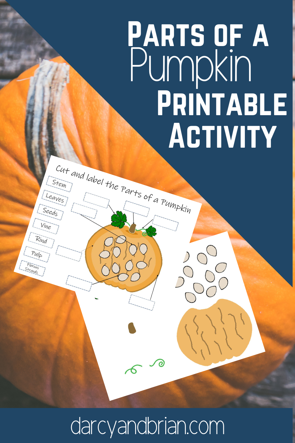 Parts Of A Pumpkin Printable Activities | AllFreeKidsCrafts.com
